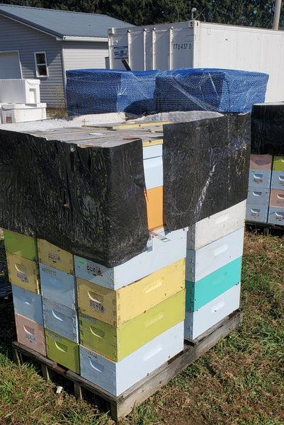 Artificially Inseminated Breeder Queen-Mite Mauler – Always Summer Herbs