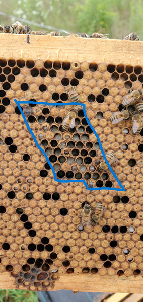 Queen Bee-Mite Mauler Italian – Always Summer Herbs