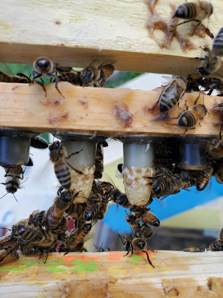 Queen Bee- Virgins for 2026 Pre-orders – Always Summer Herbs