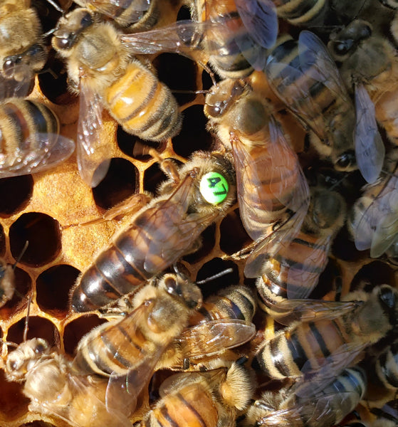 Artificially Inseminated Breeder Queen-Dark Purdue Mite-biter – Always ...